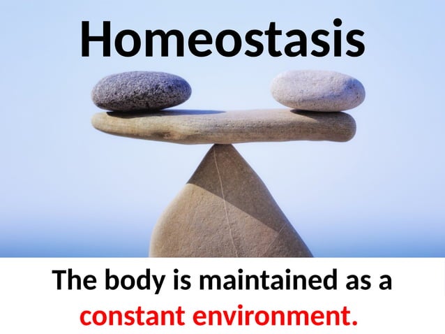 Homeostasis and related biological functions | PPT