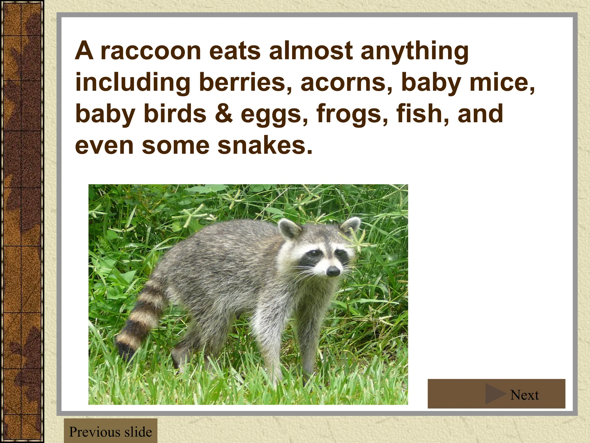 Classification of animals (Canivores, Omnivores, Herbivores) | PPTX