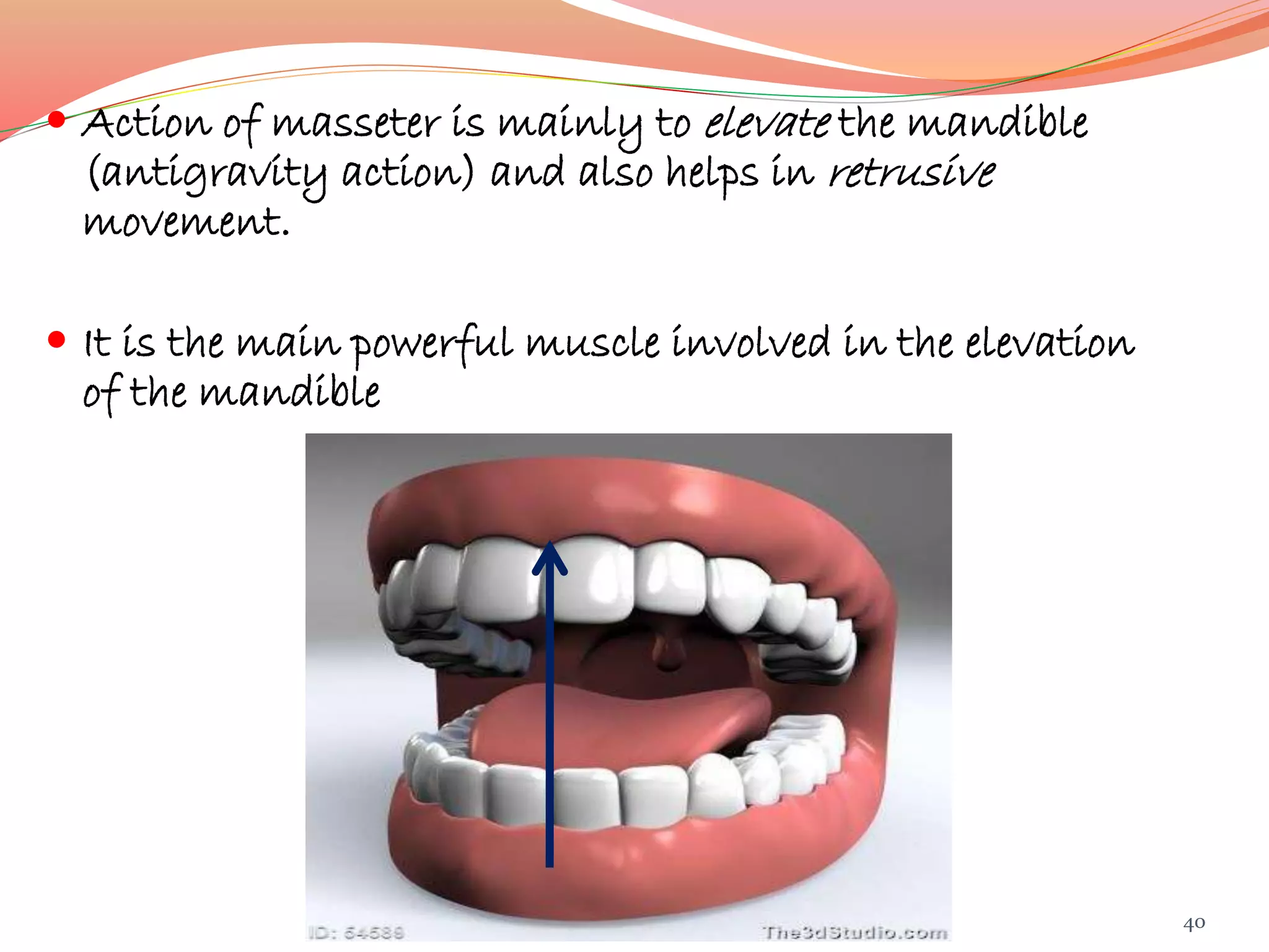 46959379 muscles-of-mastication-2010-newer-vwersion | PPT