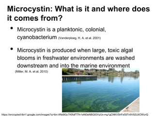 Final Draft - Noah Craney and Nubia Cervantes | PPT