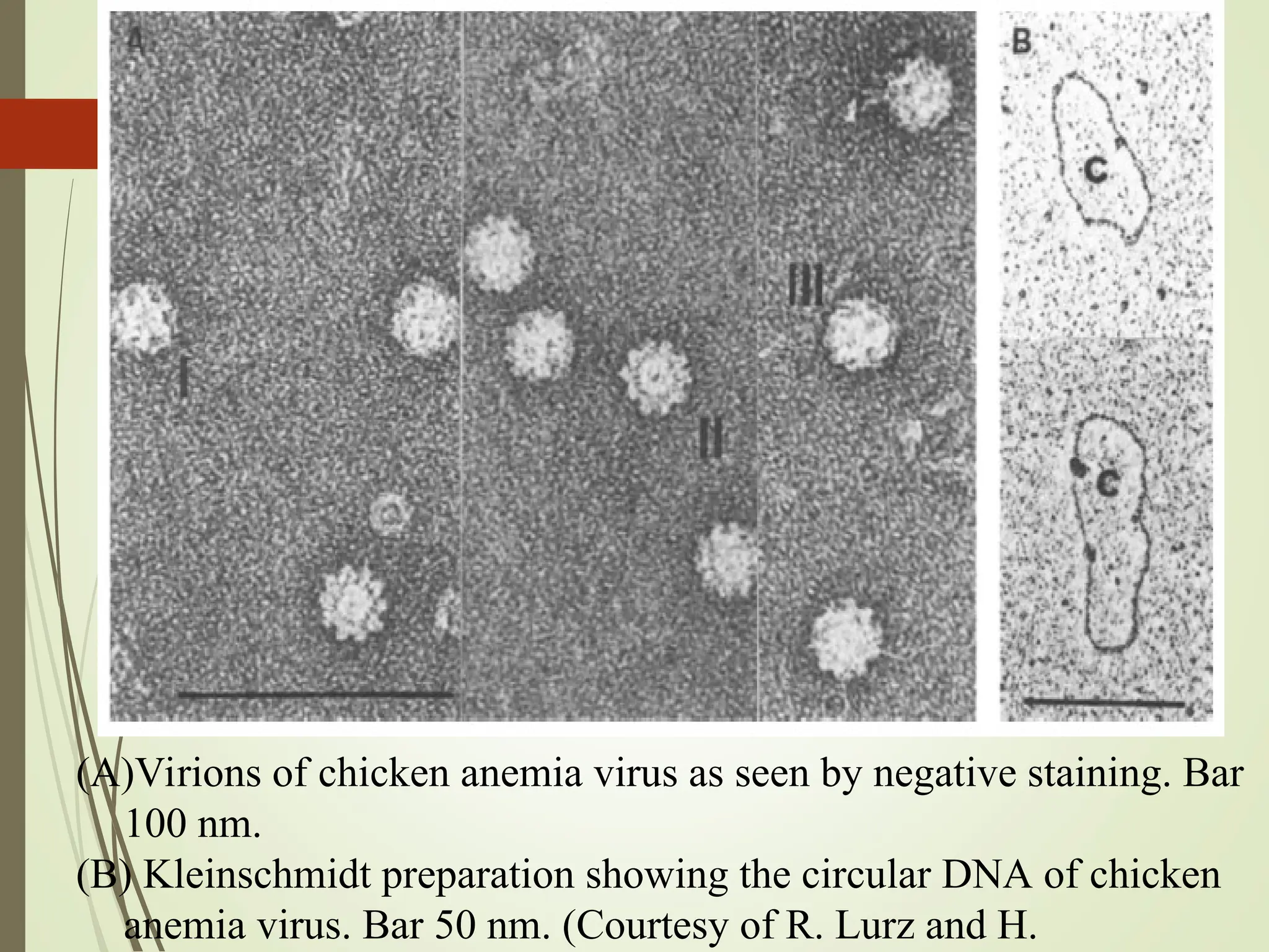 Chicken Inf Anemia 2025 updated pics.ppt