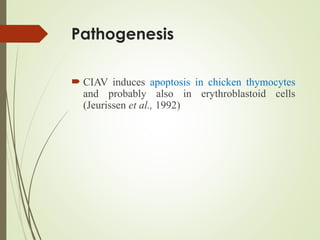 Chicken Inf Anemia 2025 updated pics.ppt