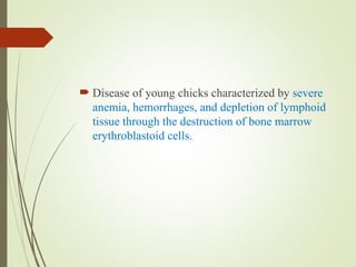 Chicken Inf Anemia 2025 updated pics.ppt