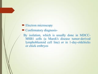 Chicken Inf Anemia 2025 updated pics.ppt