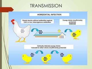 Chicken Inf Anemia 2025 updated pics.ppt