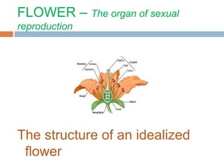 Flower Development | PPTX