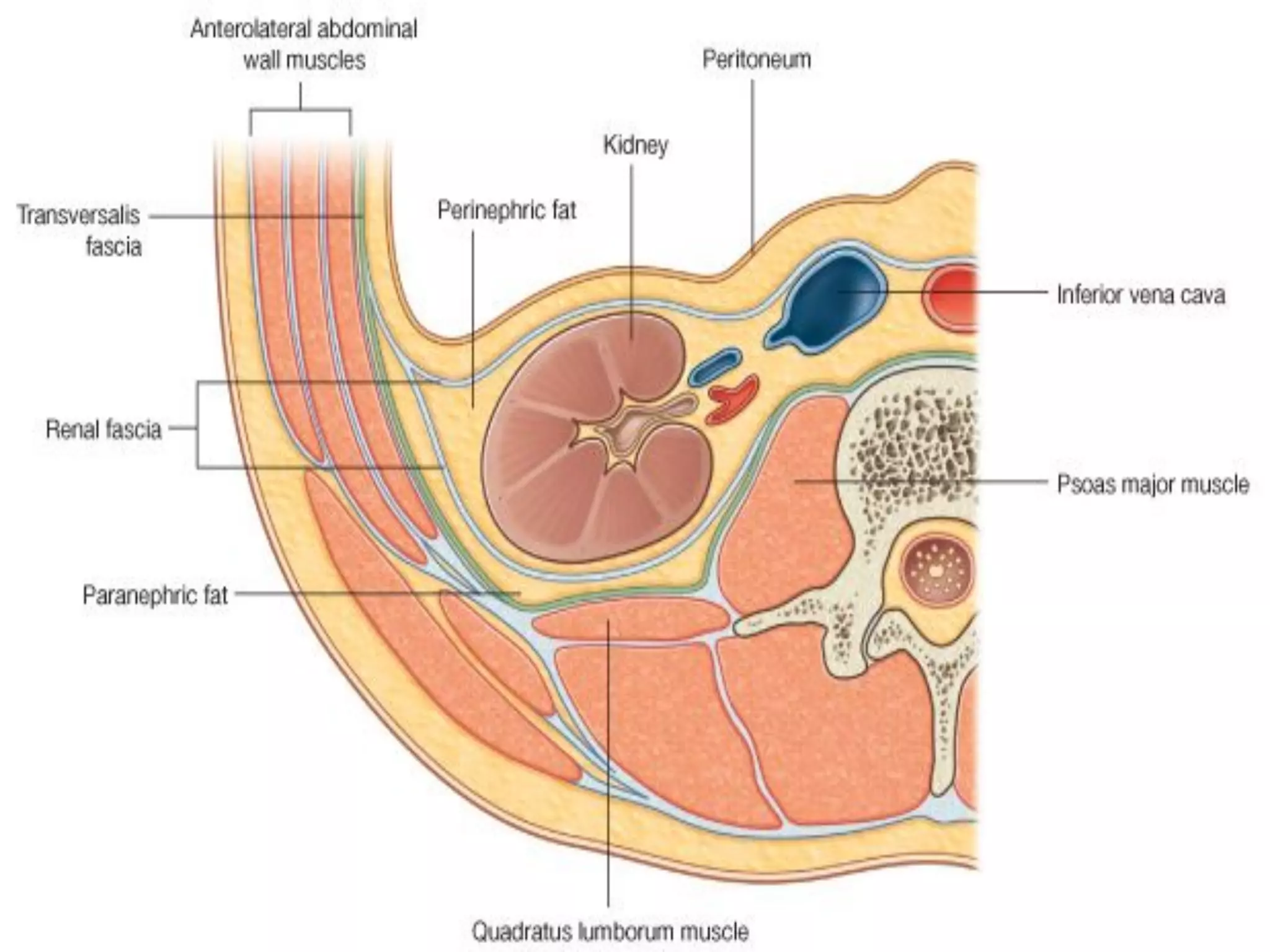 CHẤN THƯƠNG VÀ VẾT THƯƠNG THẬN | PDF