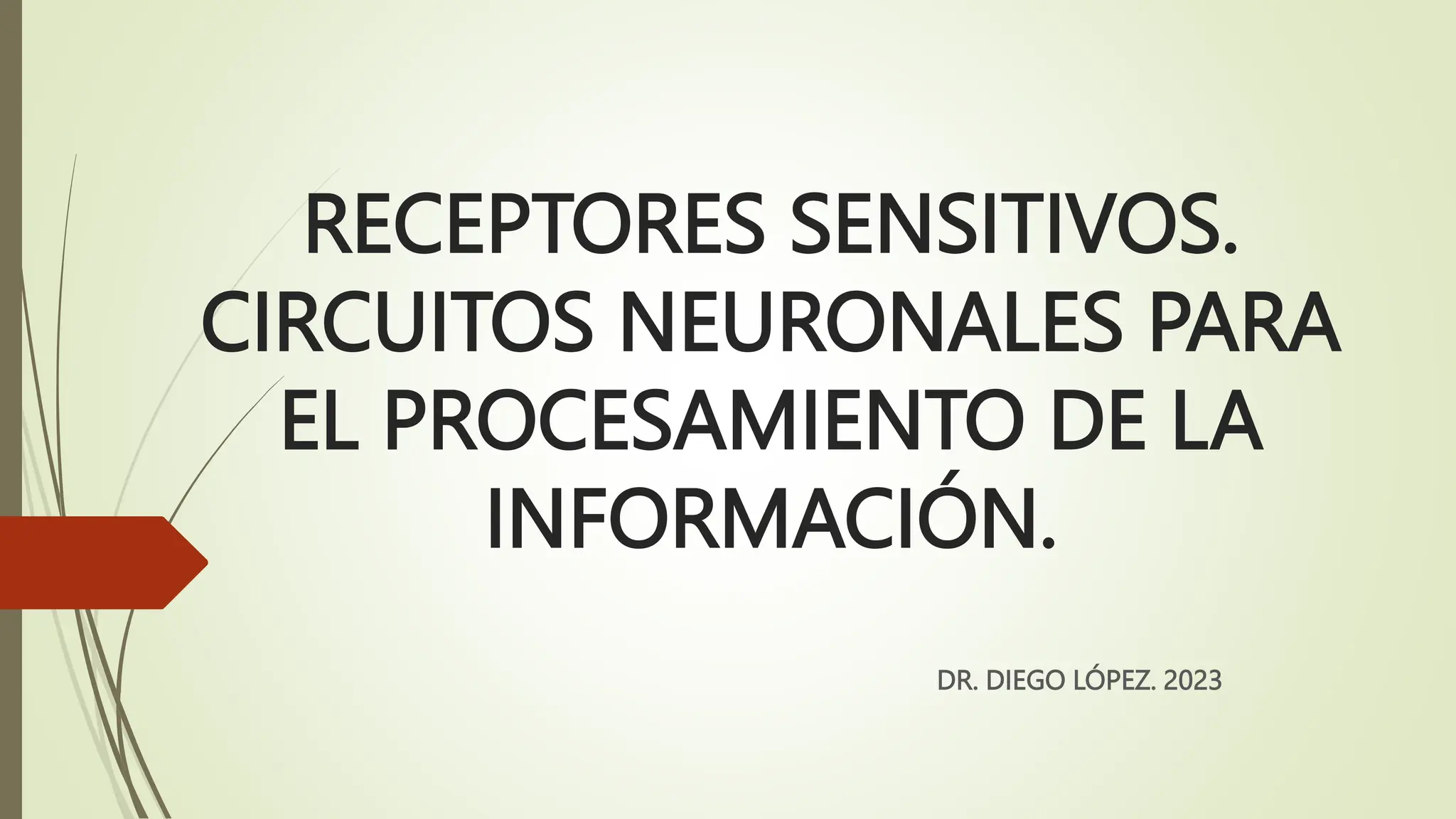 47. RECEPTORES SENSITIVOS circuitos neuronales (1).pptx