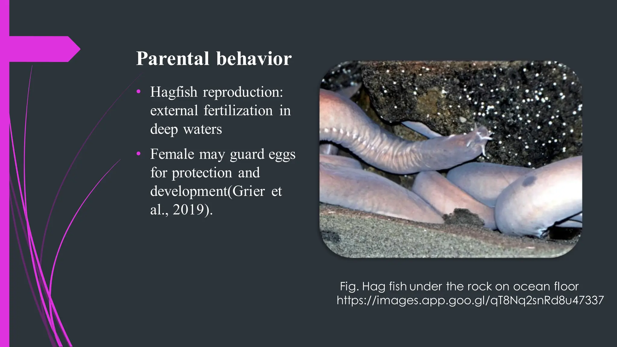 Introduction to Hagfish and its meristic characters | PDF | Zoos ...