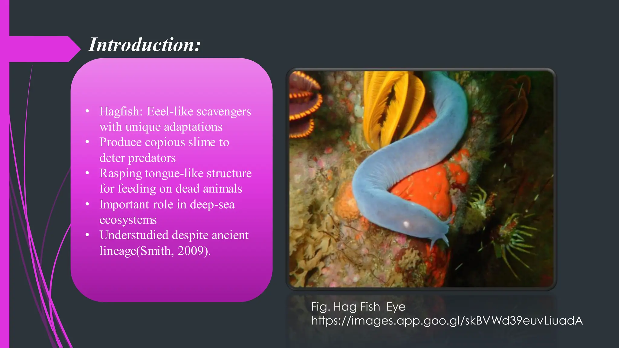 Introduction to Hagfish and its meristic characters | PDF | Zoos ...