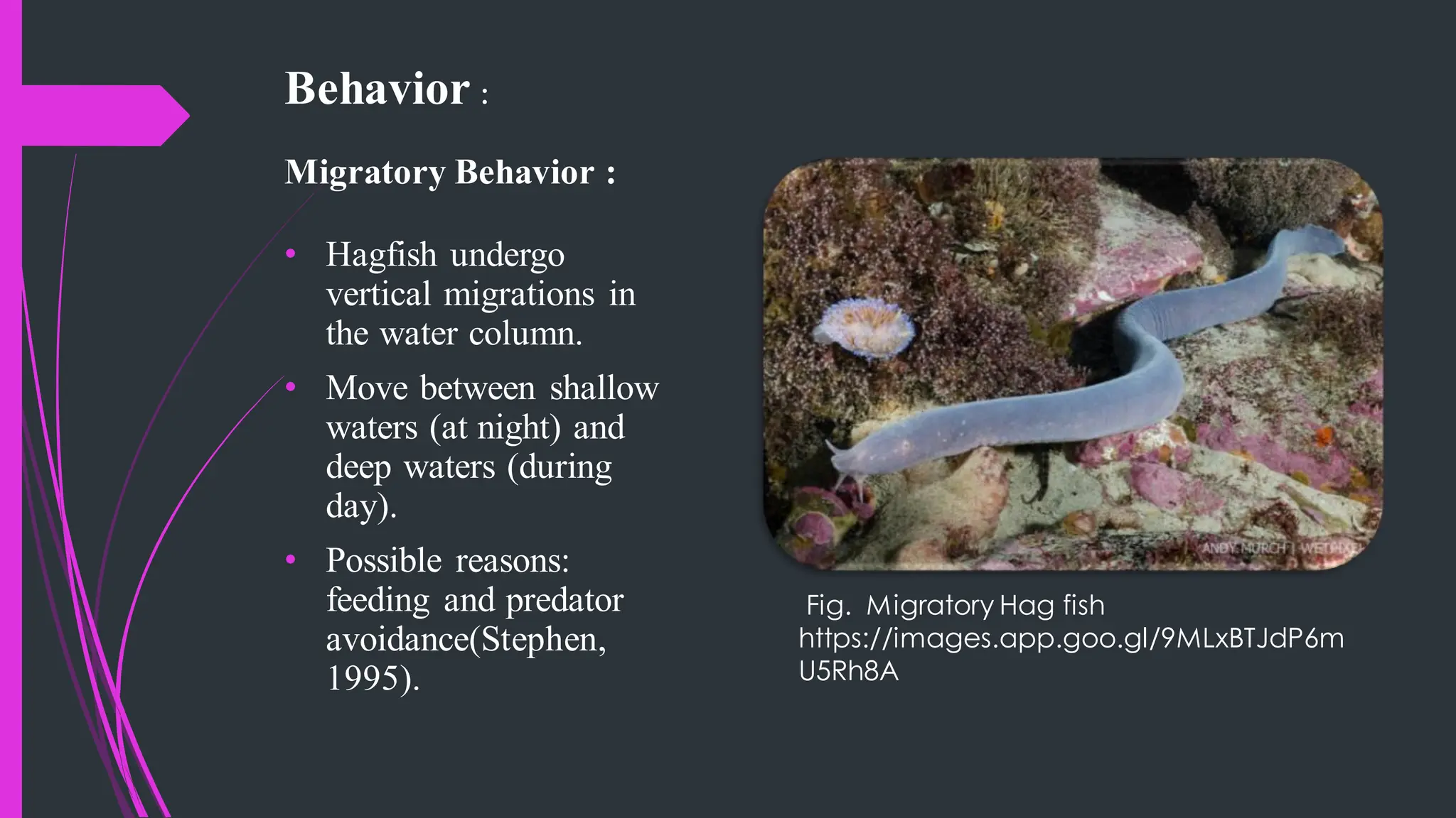 Introduction to Hagfish and its meristic characters | PDF | Zoos ...
