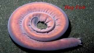 Introduction to Hagfish and its meristic characters | PDF