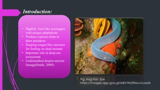 Introduction to Hagfish and its meristic characters | PDF
