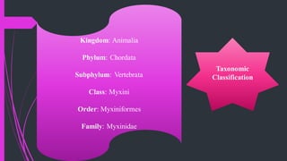 Introduction to Hagfish and its meristic characters | PDF | Zoos ...