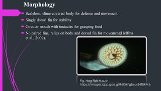 Introduction to Hagfish and its meristic characters | PDF