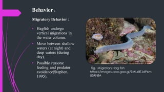 Introduction to Hagfish and its meristic characters | PDF