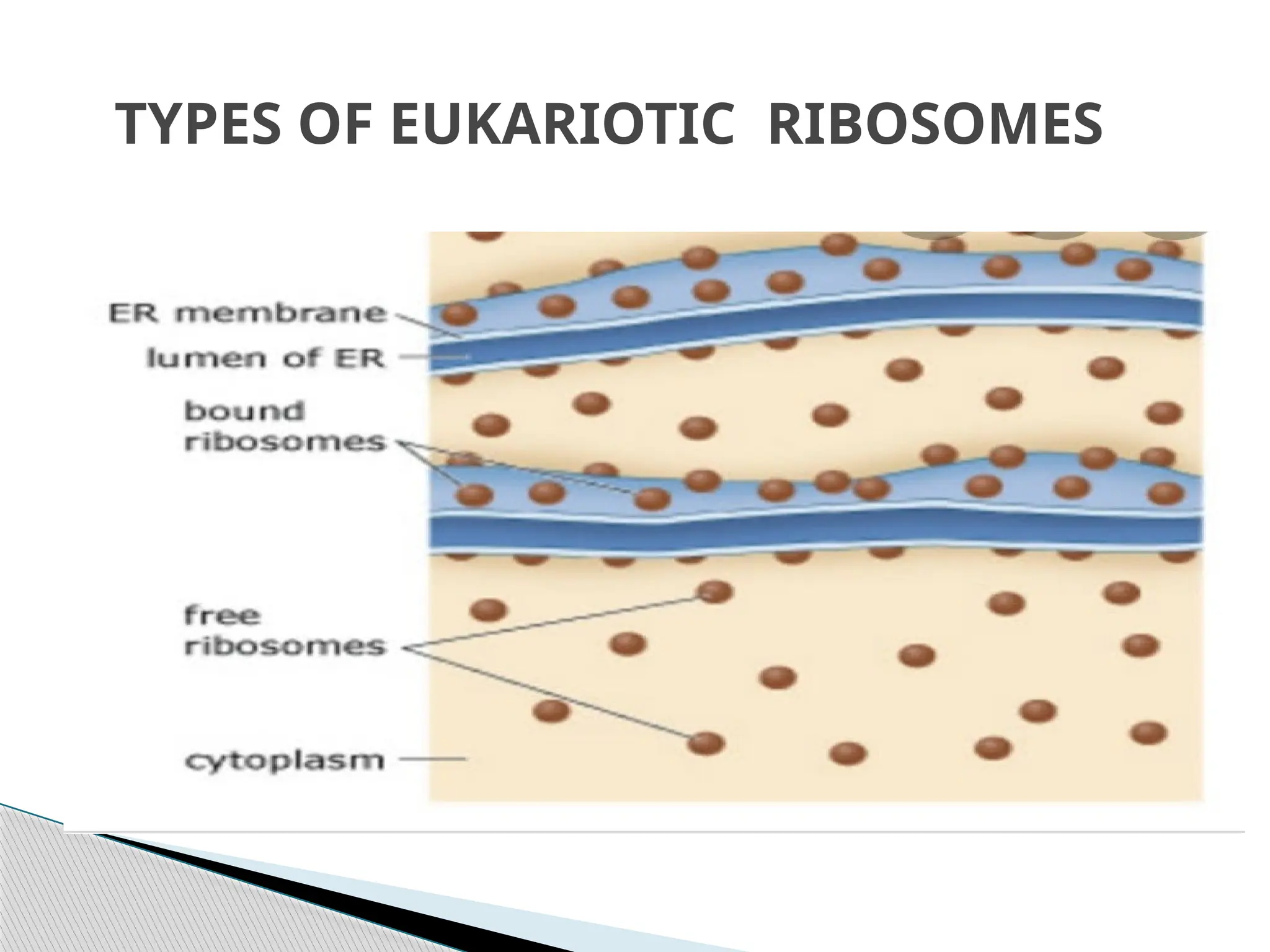 Ribosome ppt structure and functions overview | PPTX