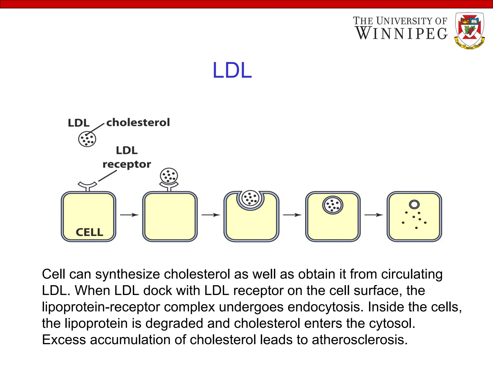 4708859.pptHow fatty acids are activated and transported into ...
