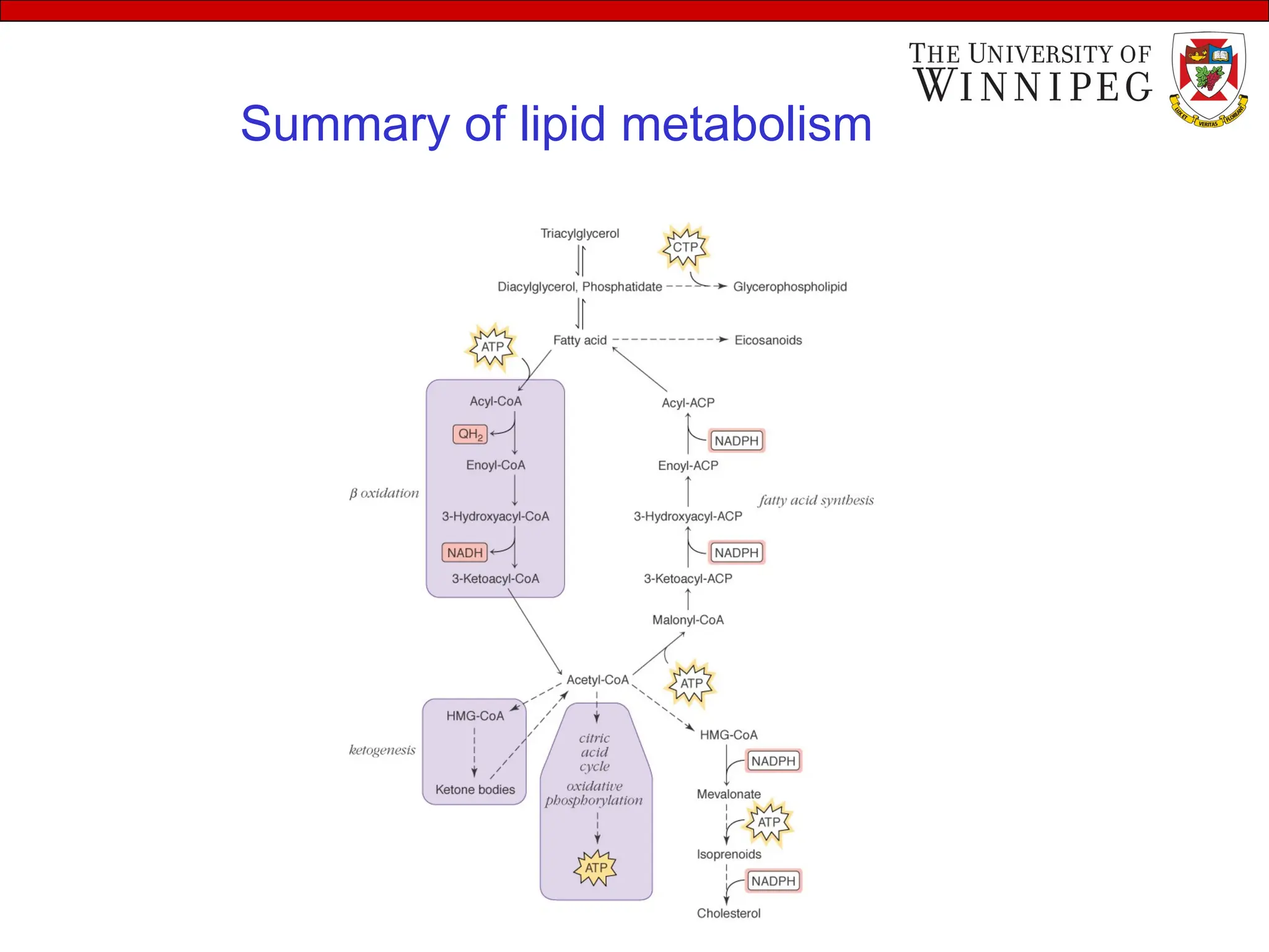 4708859.pptHow fatty acids are activated and transported into mitochondria for oxidation ...