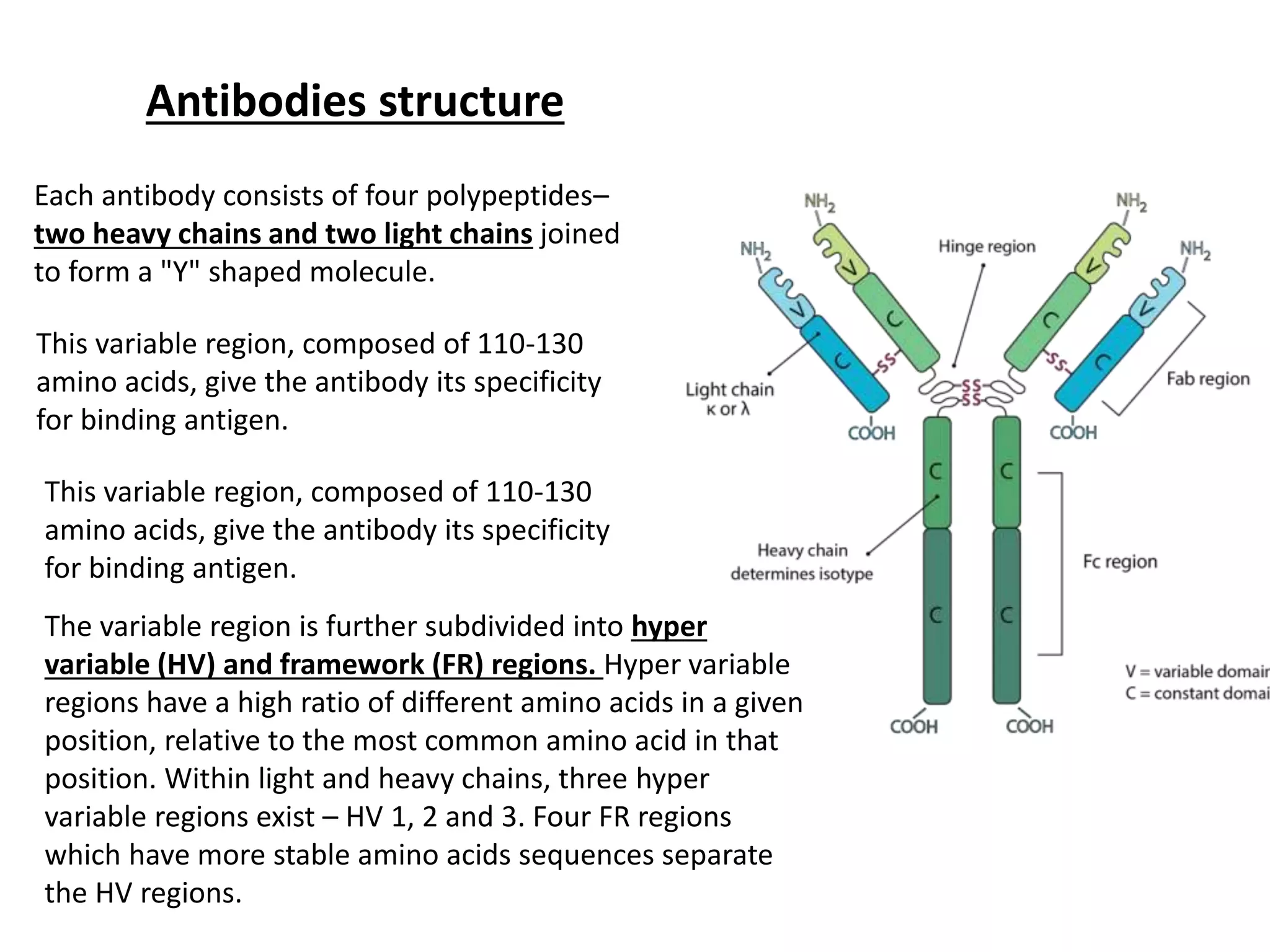 What is an Antibody?Immunoglobulins: Classes and Sub classes | PPTX