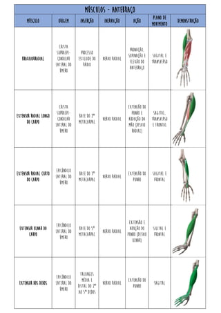 472964955 tabela-musculos-origem-insercao-acao-pdf | PDF