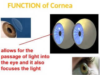 474173914-The-Human-Eye-PowerPoint-pptx.pptx