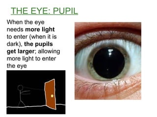 474173914-The-Human-Eye-PowerPoint-pptx.pptx