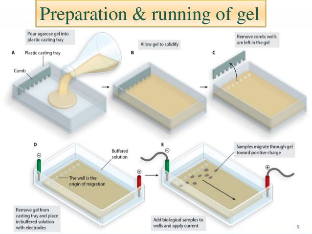 gel electrophoresis