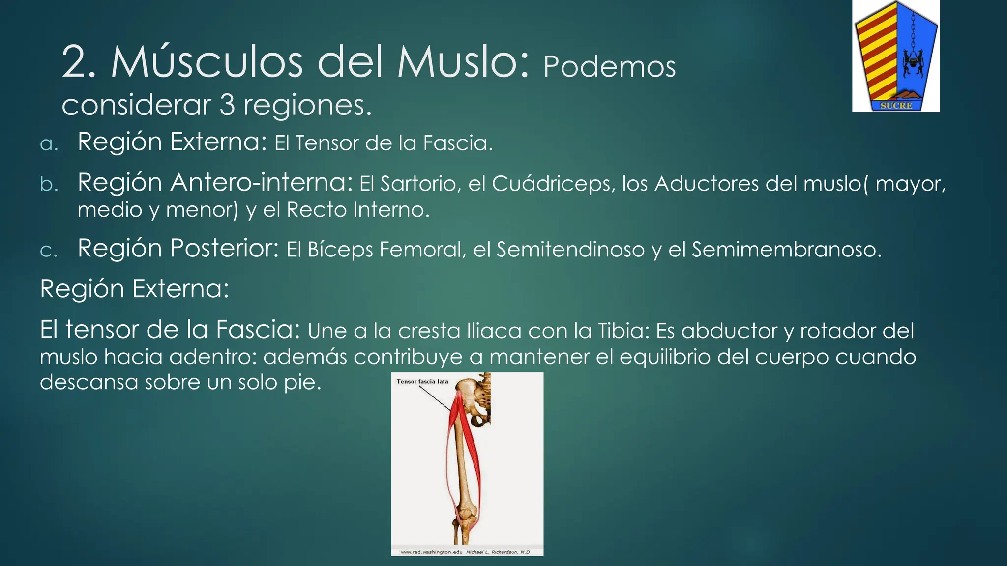 475337674-Musculos-de-los-miembros-Inferiores.pptx