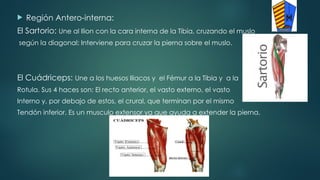 475337674-Musculos-de-los-miembros-Inferiores.pptx