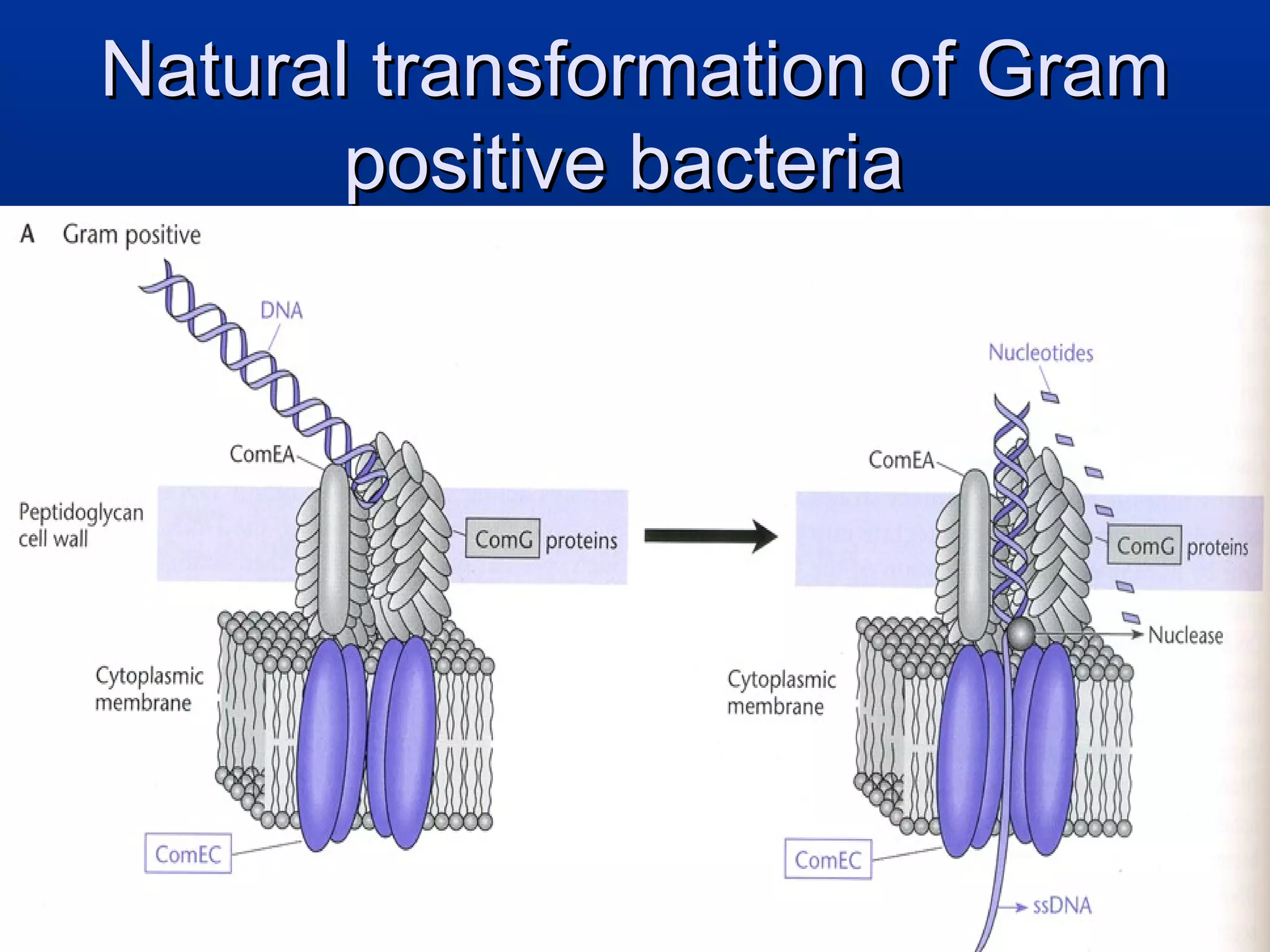 transformation | PPT
