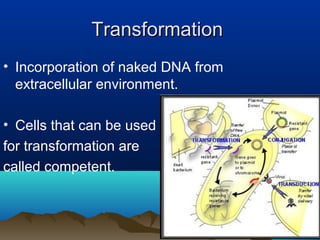 transformation | PPT