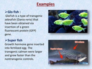 Transgenic animals - A brief review | PPTX