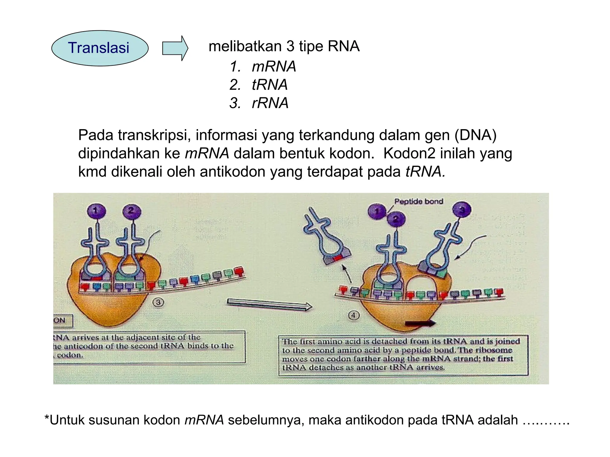 479658233-Genetika-03-Materi-Genetik.ppt