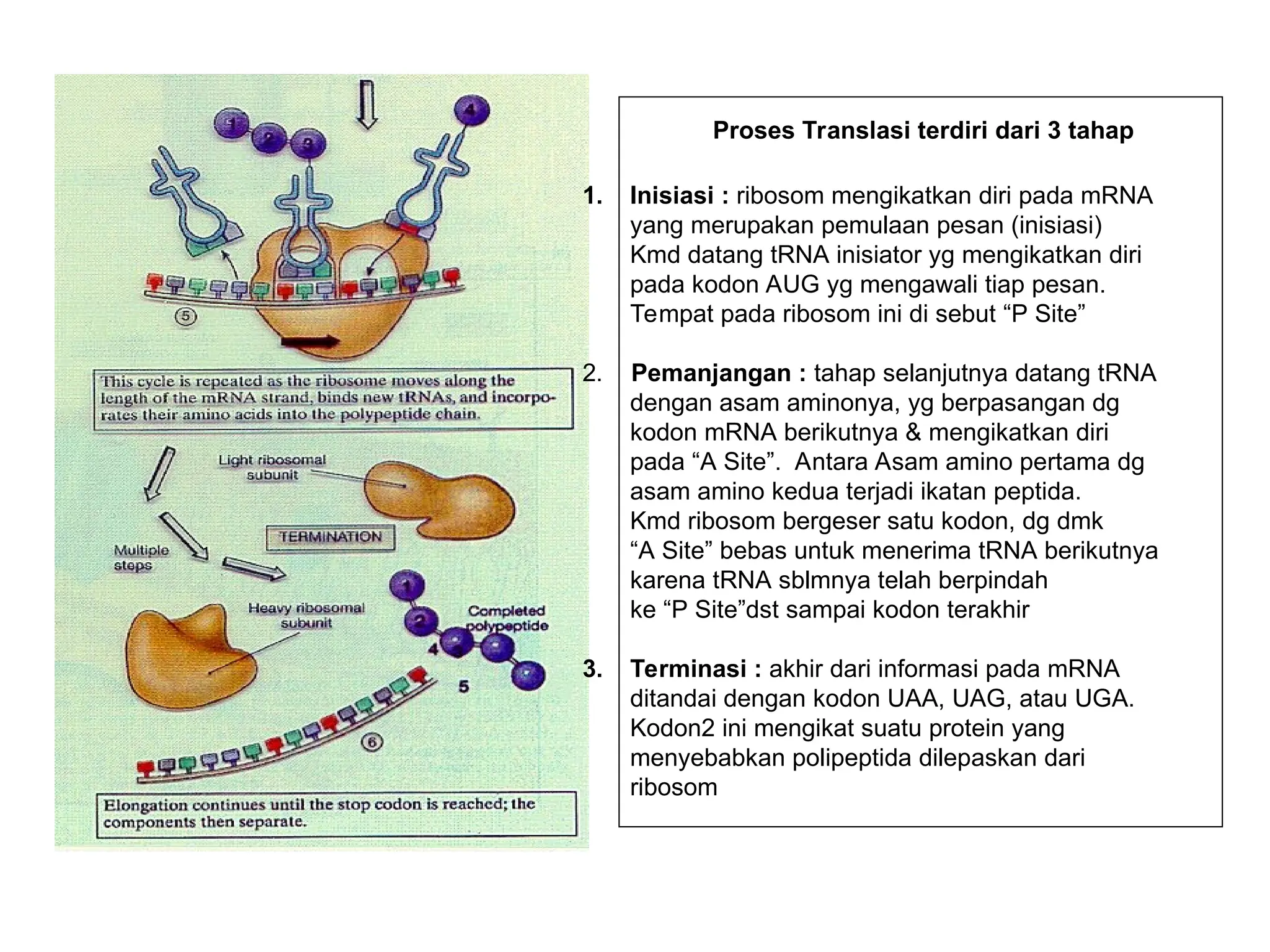 479658233-Genetika-03-Materi-Genetik.ppt