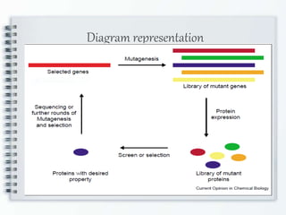 Directed Enzyme Evolution | PPTX