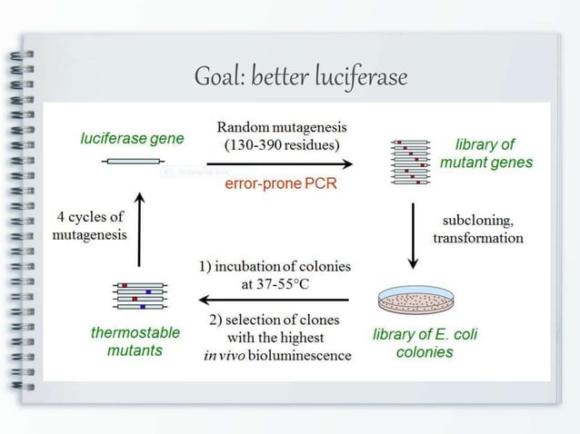 Directed Enzyme Evolution | PPTX | Genetics | Science