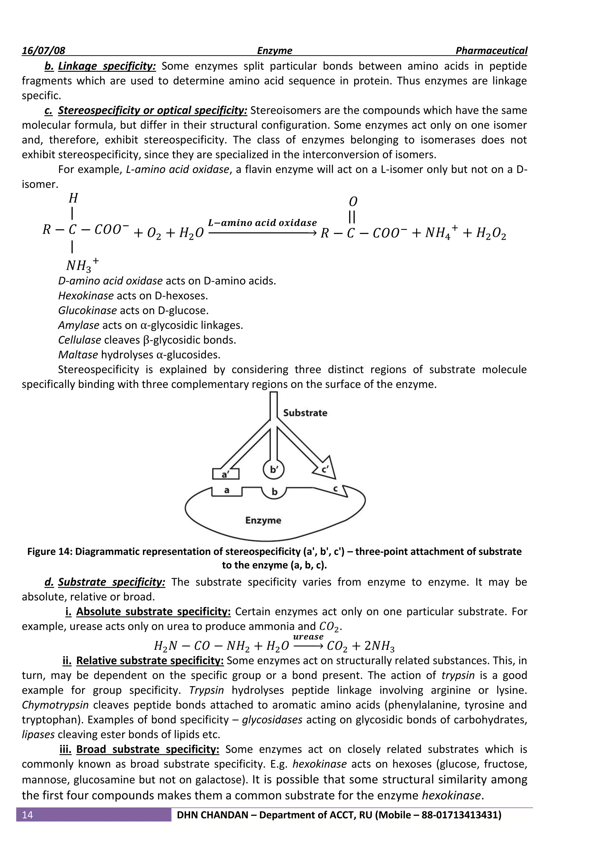 Notes on Enzyme | PDF