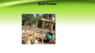Cow Based Communities | PPTX