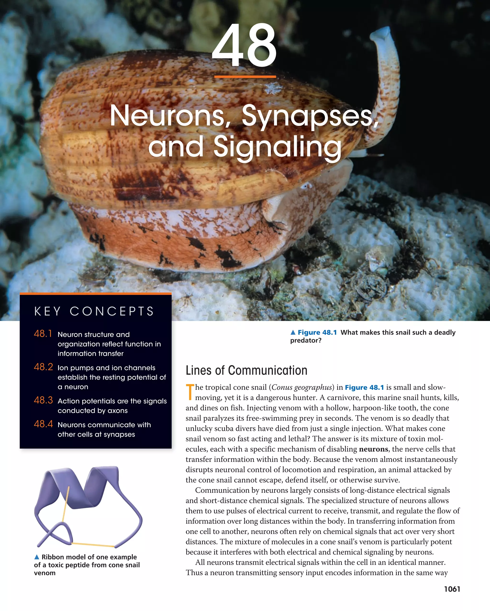 48 neurons, synapses, and signaling | PDF