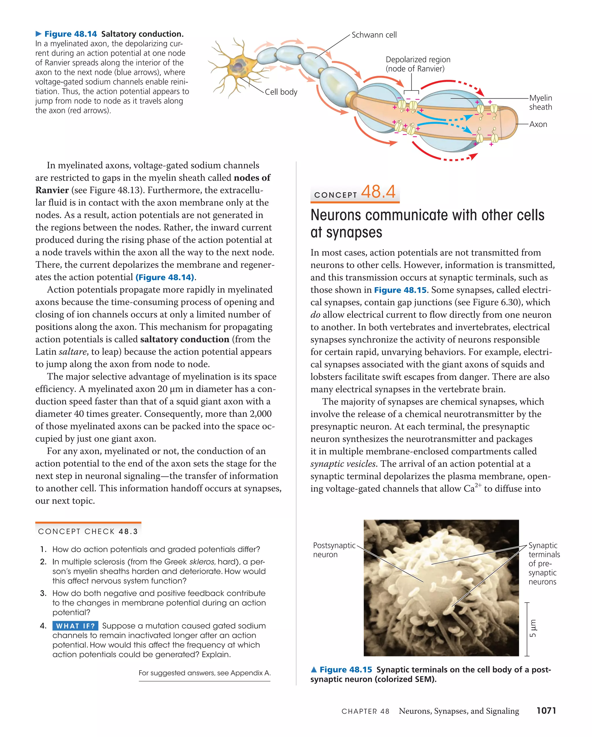 48 neurons, synapses, and signaling | PDF | Brain and Nervous System Disorders | Diseases and ...