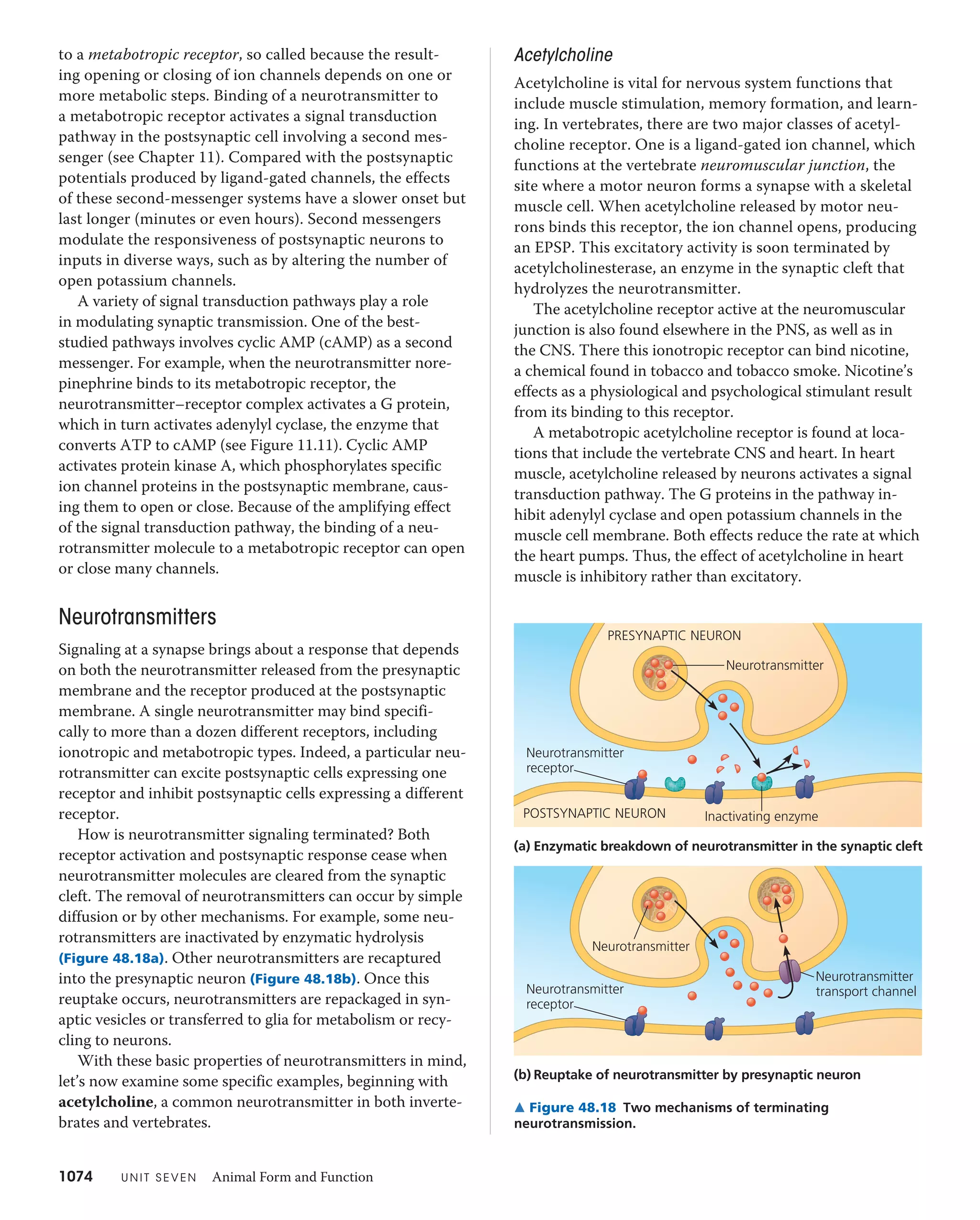 48 neurons, synapses, and signaling | PDF | Brain and Nervous System ...