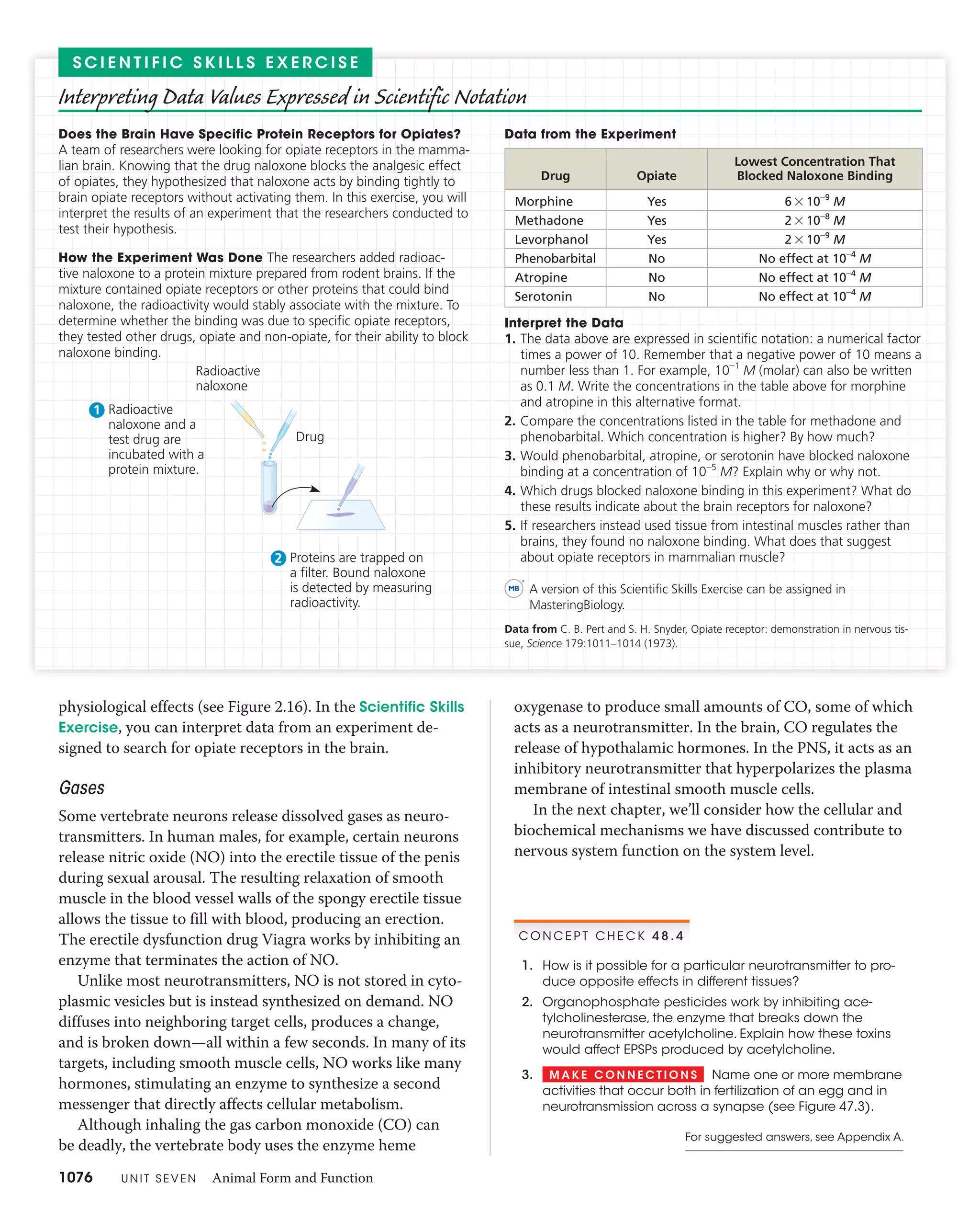 48 neurons, synapses, and signaling | PDF