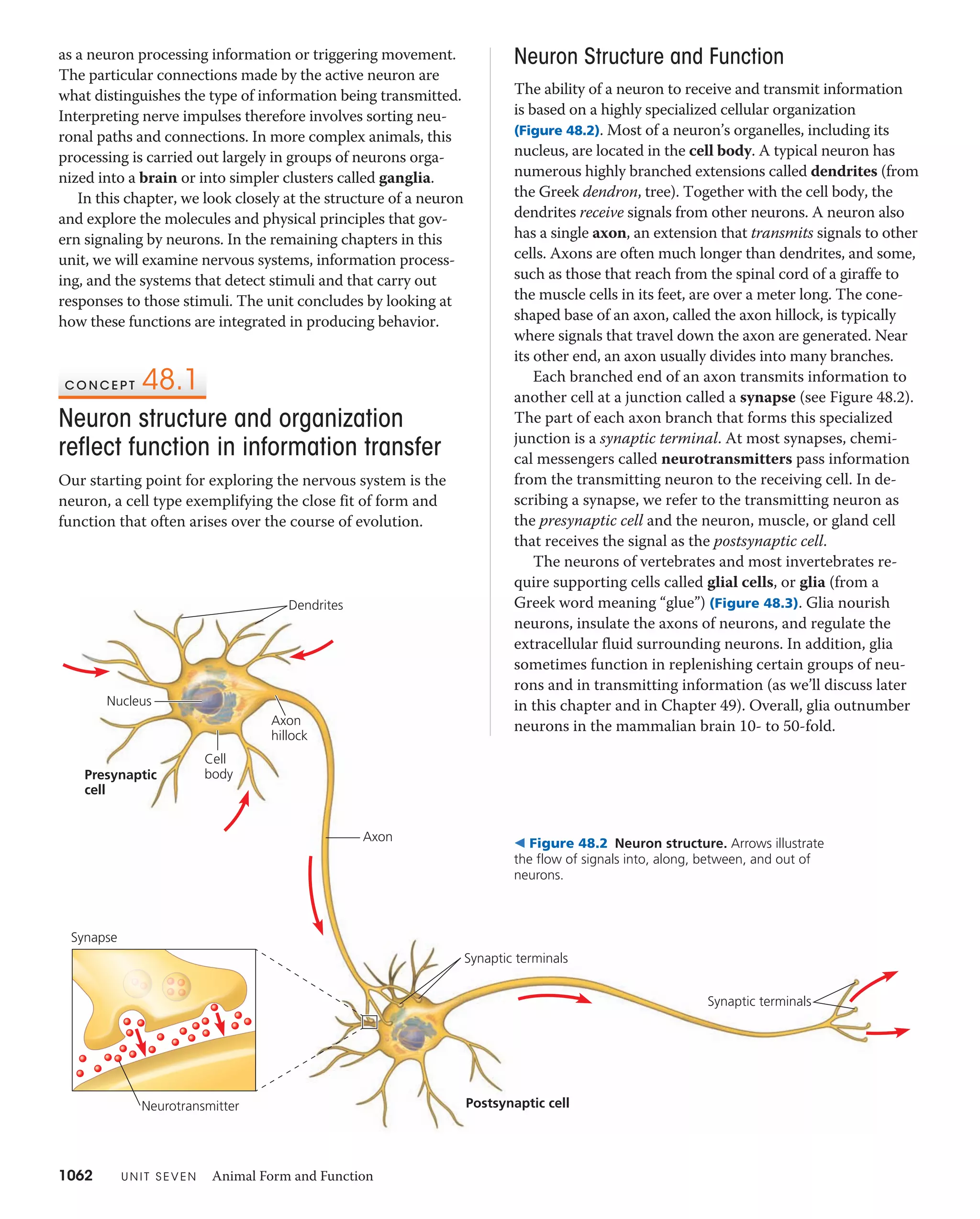 48 neurons, synapses, and signaling | PDF | Brain and Nervous System ...