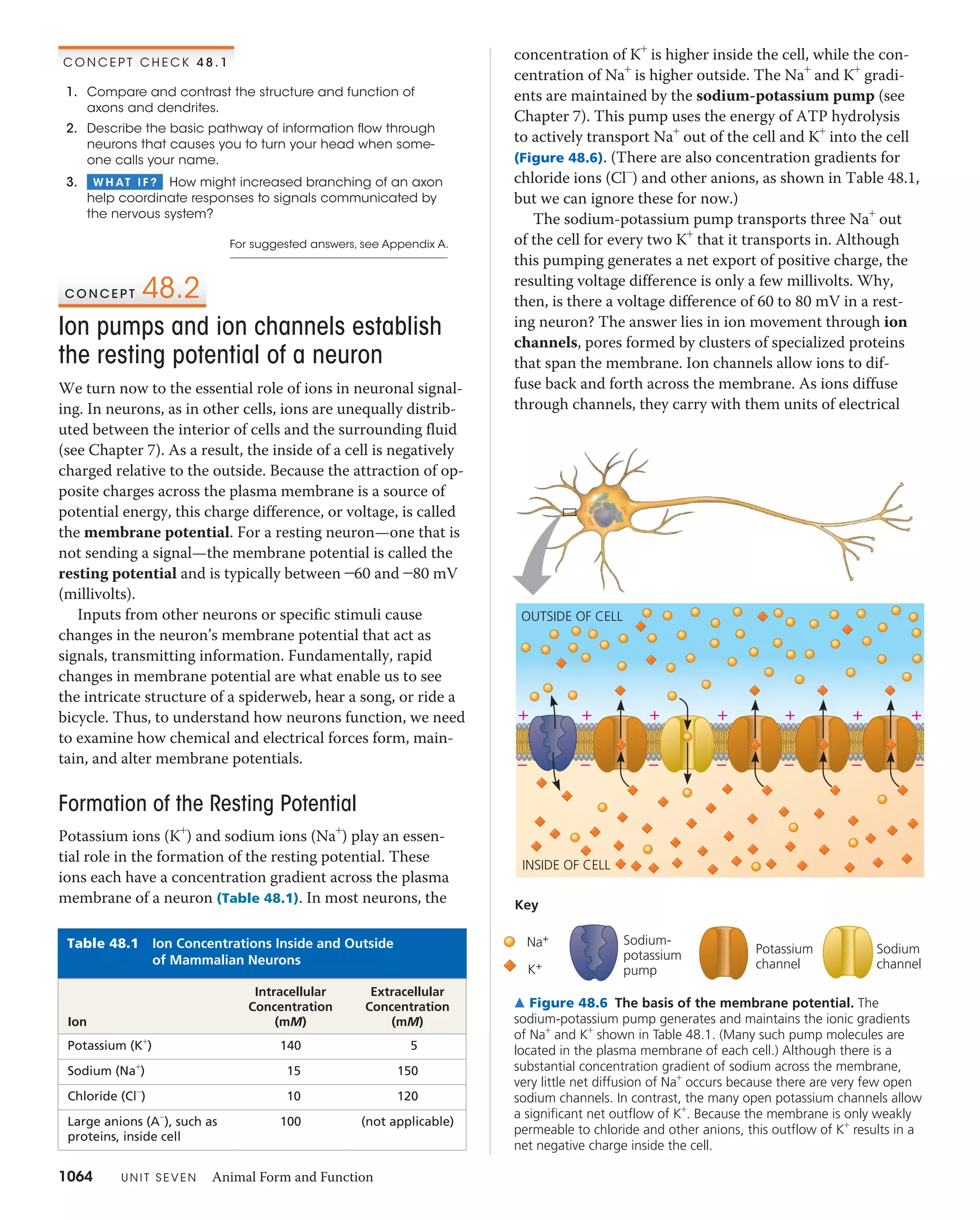 48 neurons, synapses, and signaling | PDF | Brain and Nervous System ...