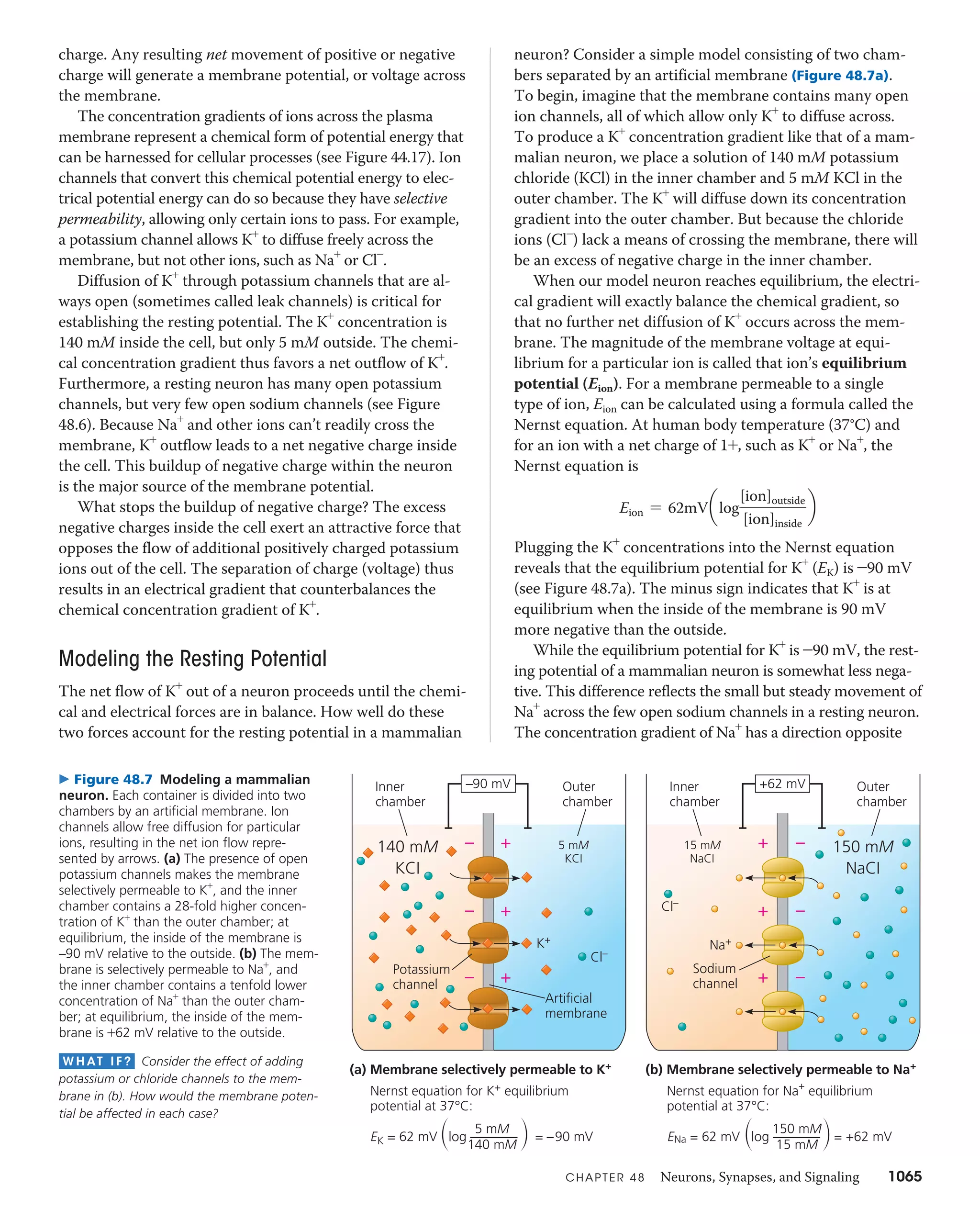 48 neurons, synapses, and signaling | PDF | Brain and Nervous System ...