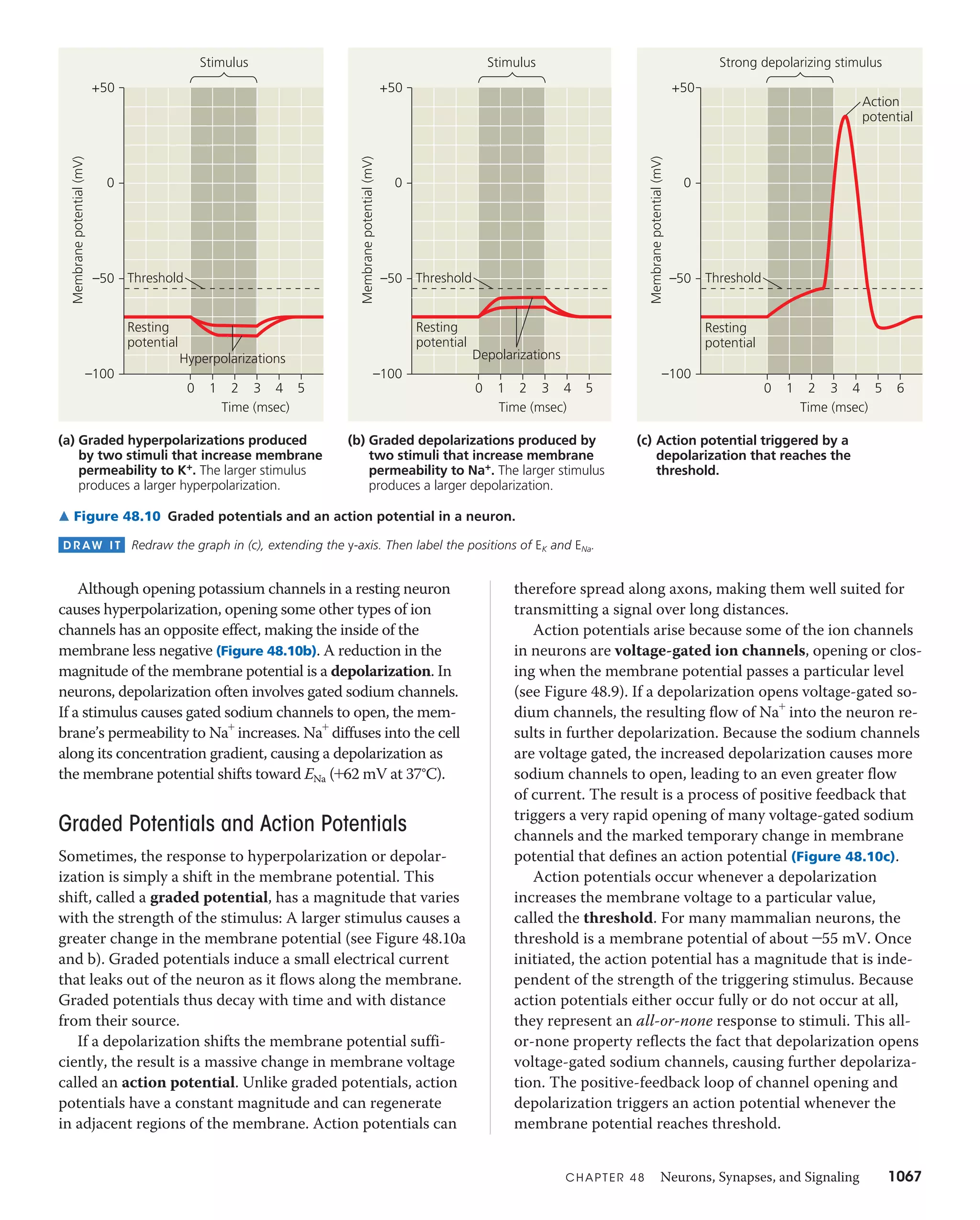 48 neurons, synapses, and signaling | PDF | Brain and Nervous System ...