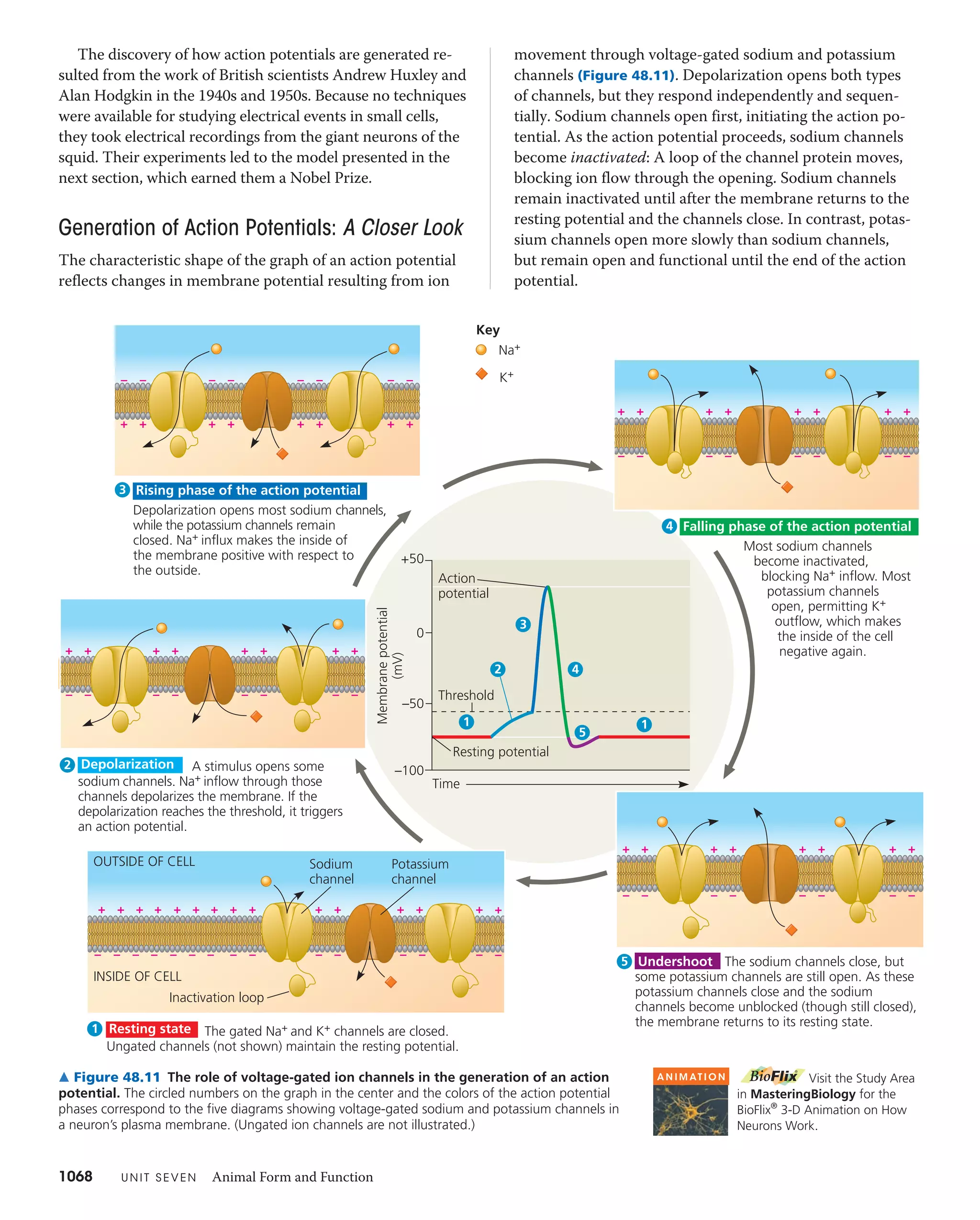 48 neurons, synapses, and signaling | PDF