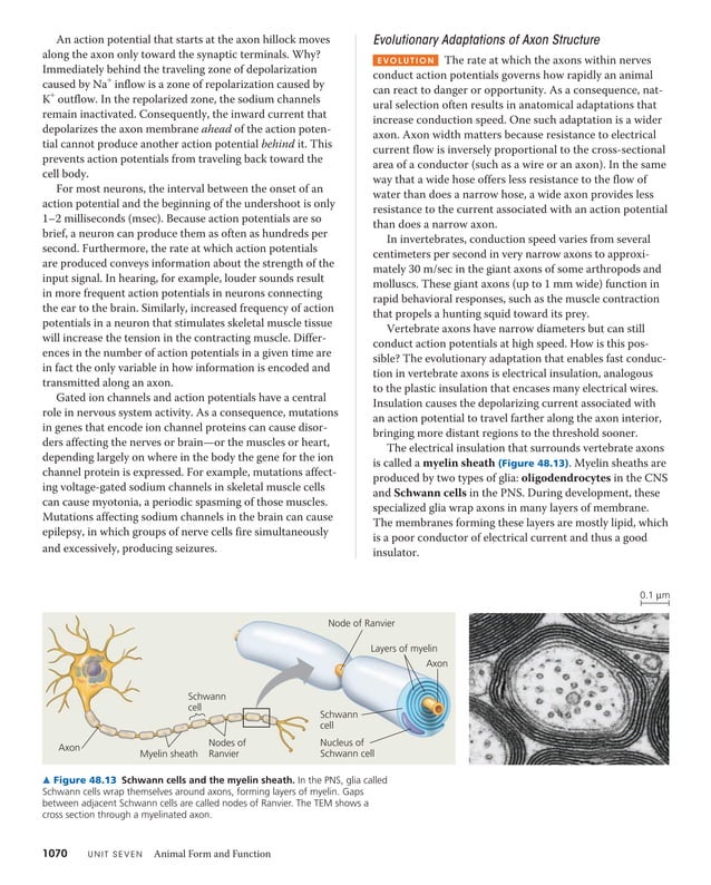48 neurons, synapses, and signaling | PDF | Brain and Nervous System ...