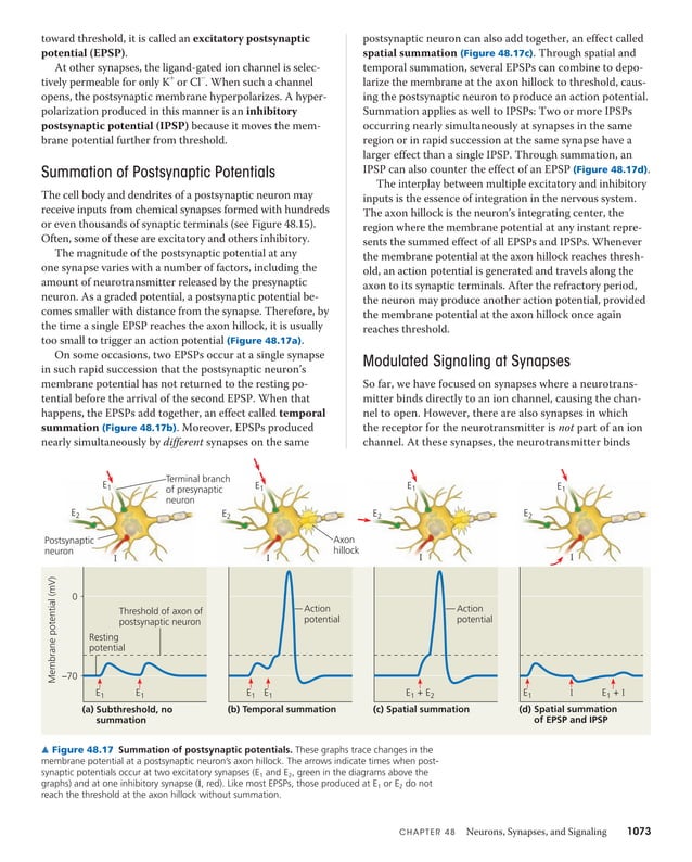 48 neurons, synapses, and signaling | PDF | Brain and Nervous System ...